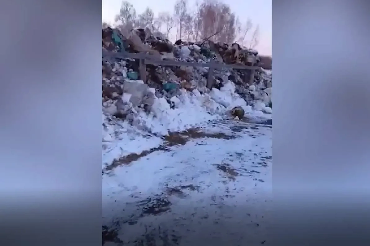 В Курганской области найдена огромная свалка с трупами животных рядом с