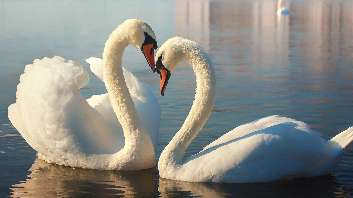 Биолог призвал не спасать лебедей, «замерзающих» на пруду в Подмосковье