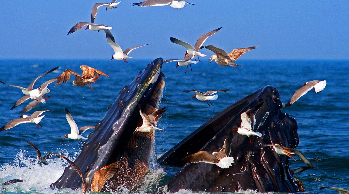 У Минкультуры попросят денег на фильм об убийстве китов