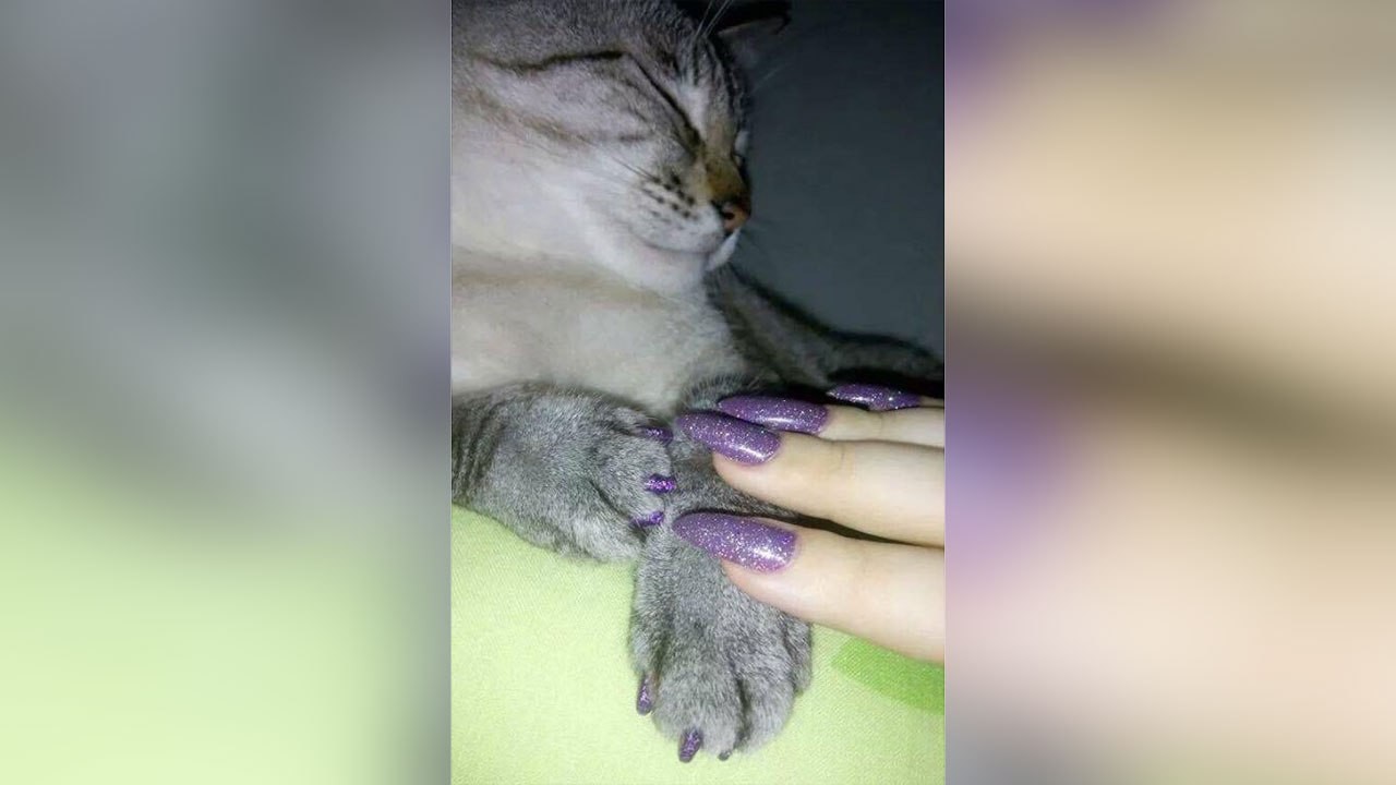 Записываемся на коготочки. Кошки и их хозяйки помешались на одинаковом ...